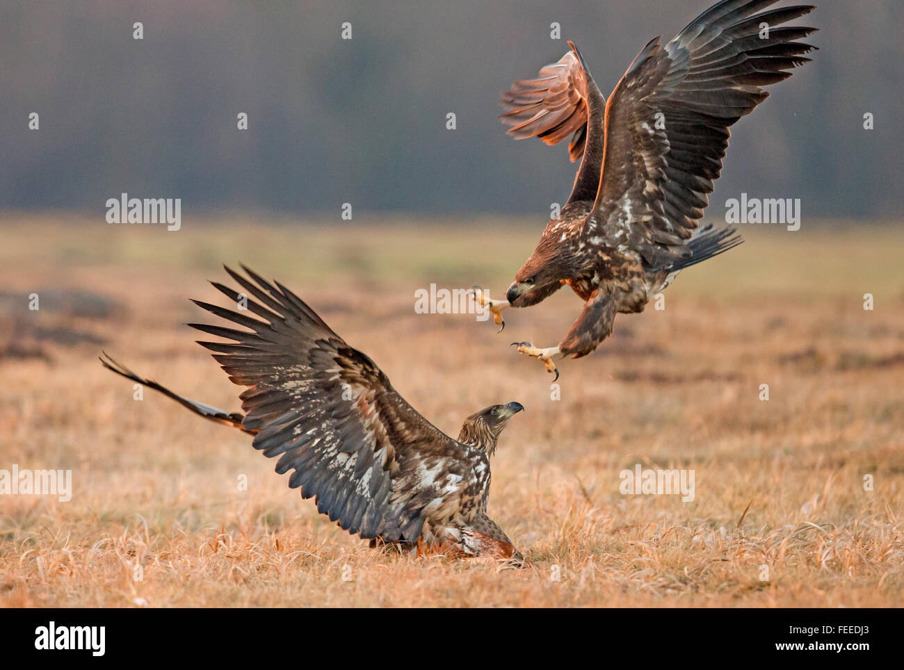 White-tailed Eagles fighting over food Stock Photo - Alamy