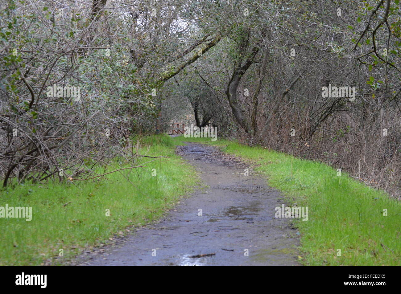 Trail in the woods leading to a foot bridge Stock Photo - Alamy