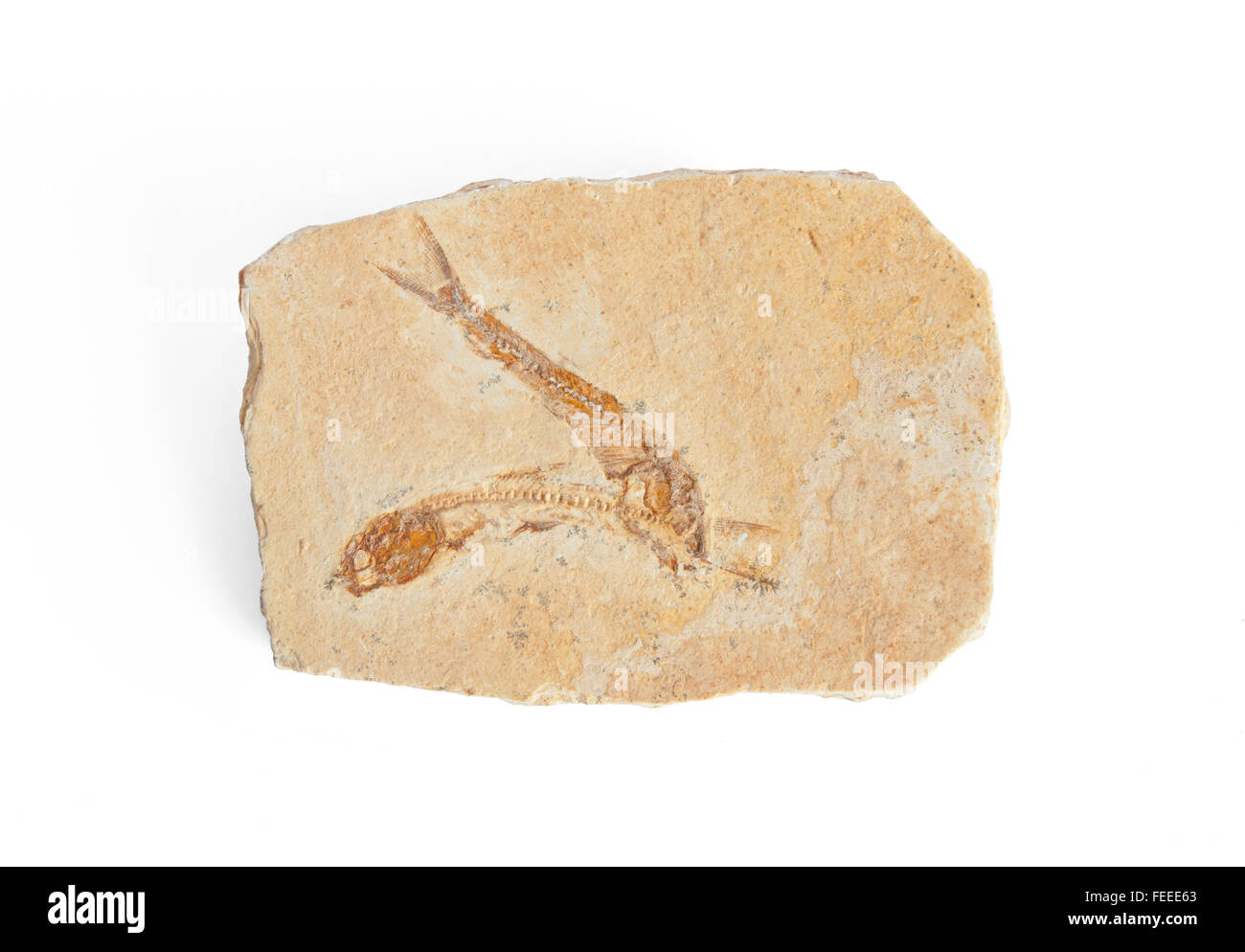 two fishes fossil Stock Photo - Alamy
