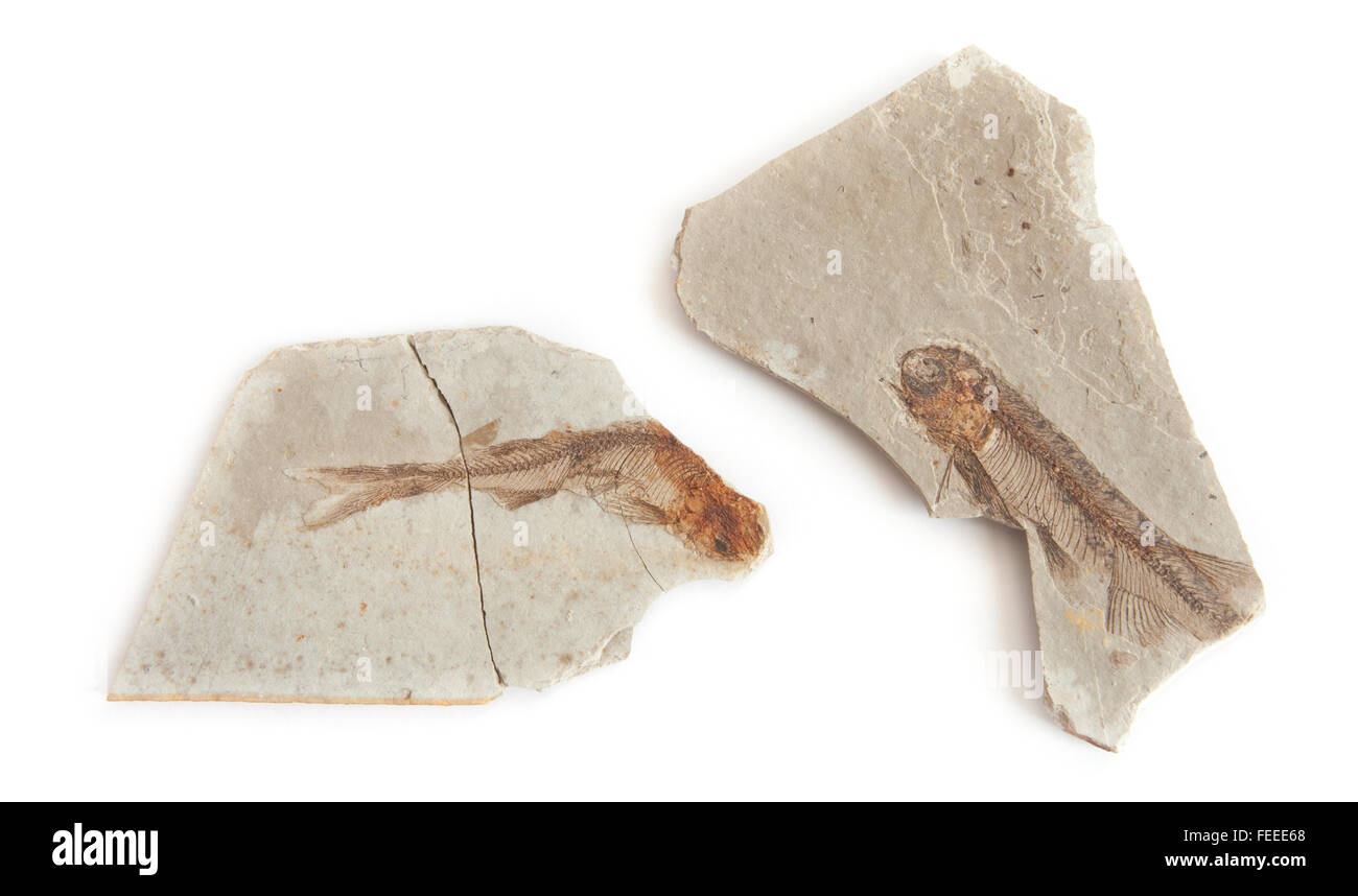 two fishes fossil Stock Photo - Alamy