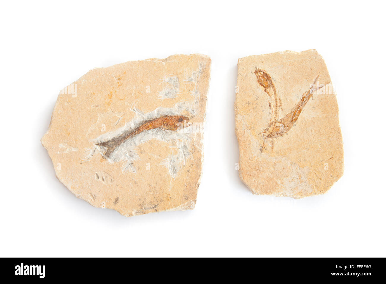 three fossils fishes Stock Photo - Alamy