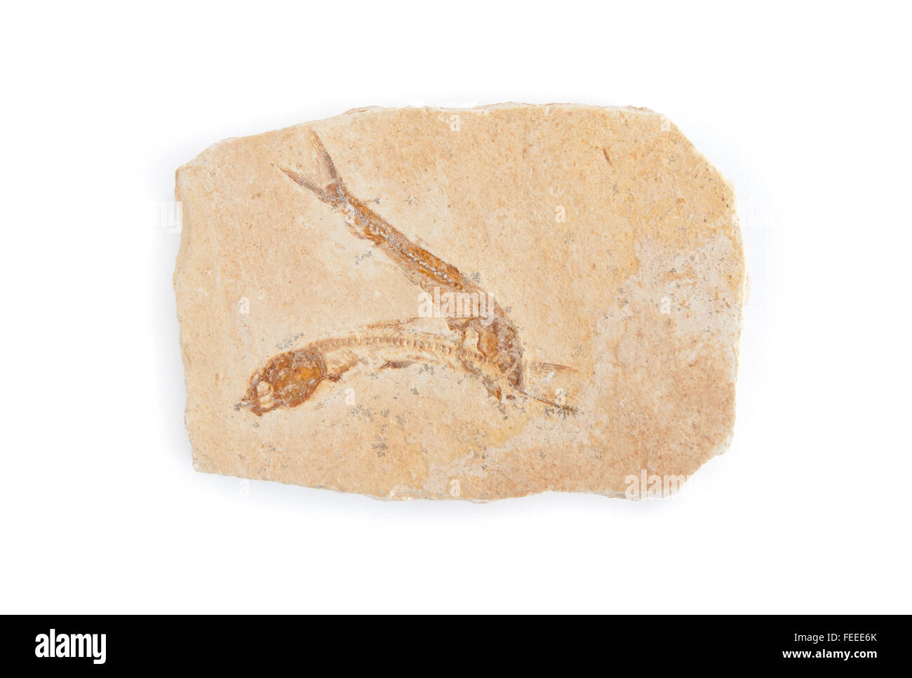 Fossil fishes hi-res stock photography and images - Alamy