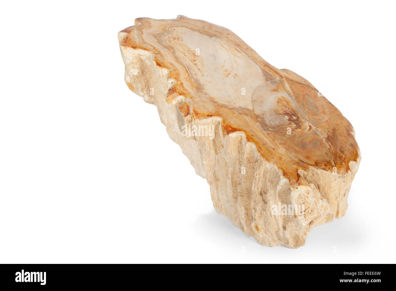 Fossil wood geology Cut Out Stock Images & Pictures - Alamy
