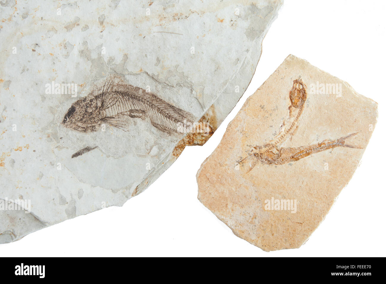 three fossils fishes Stock Photo - Alamy