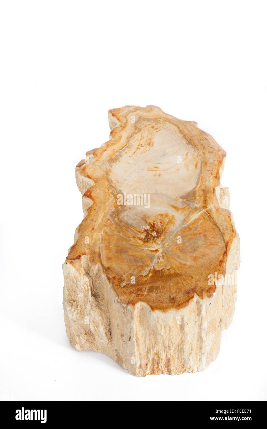 Fossil section Cut Out Stock Images & Pictures - Alamy
