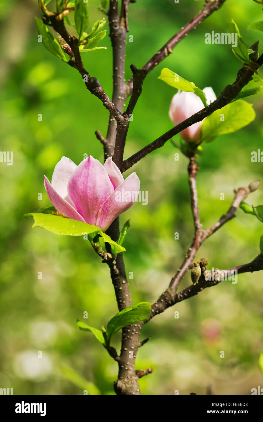 Mahogany tree flower hi-res stock photography and images - Alamy