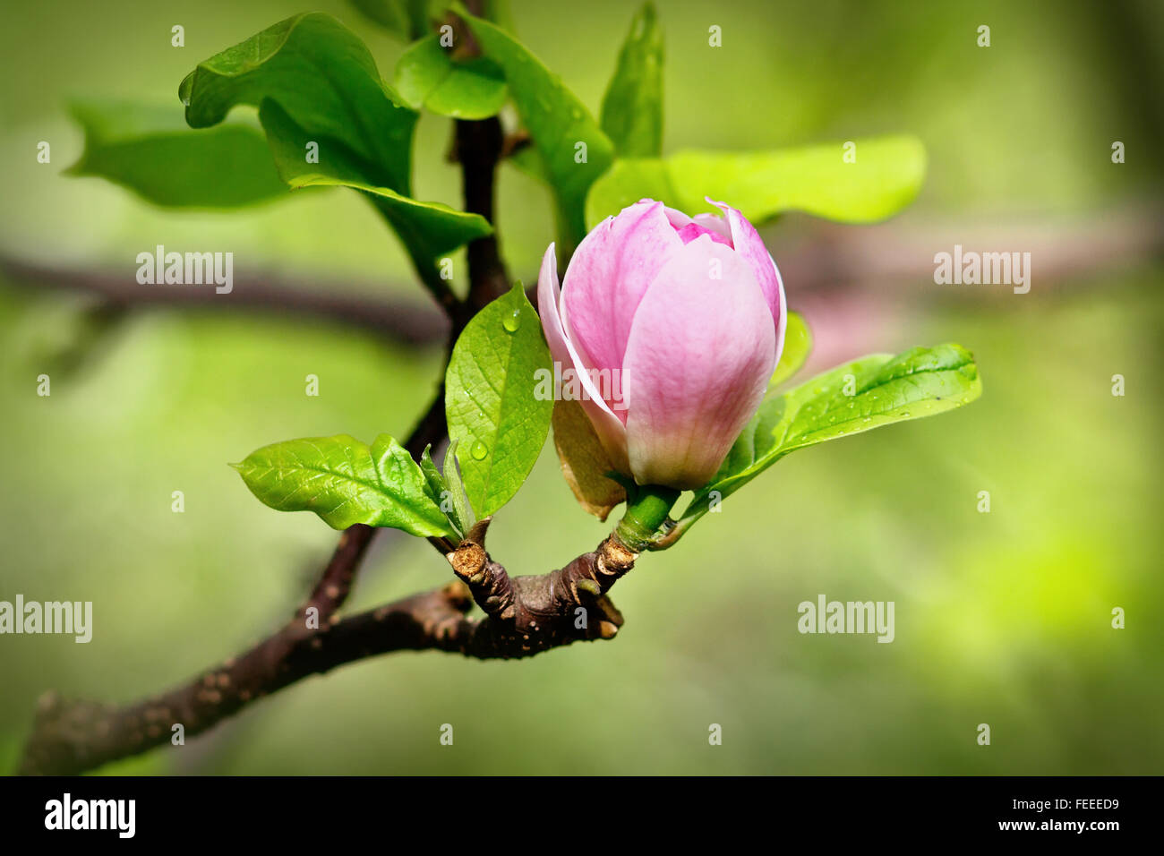 Burst into spring hi-res stock photography and images - Alamy