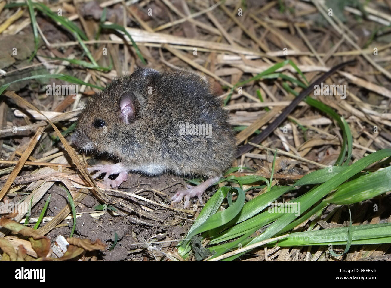 Harvest mouse field hi-res stock photography and images - Alamy