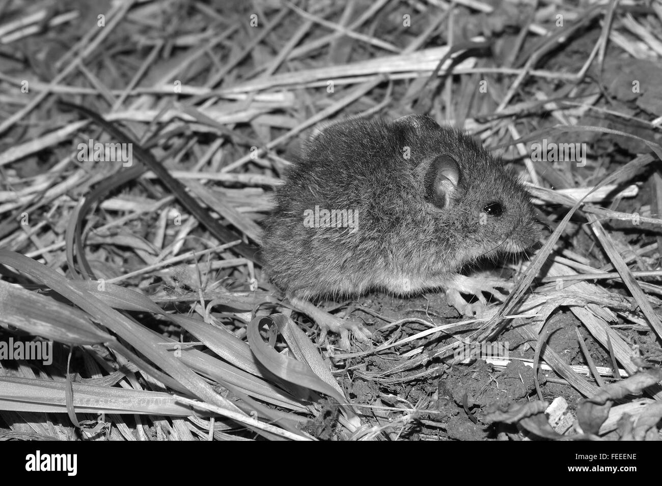 Harvest mouse field Black and White Stock Photos & Images - Alamy