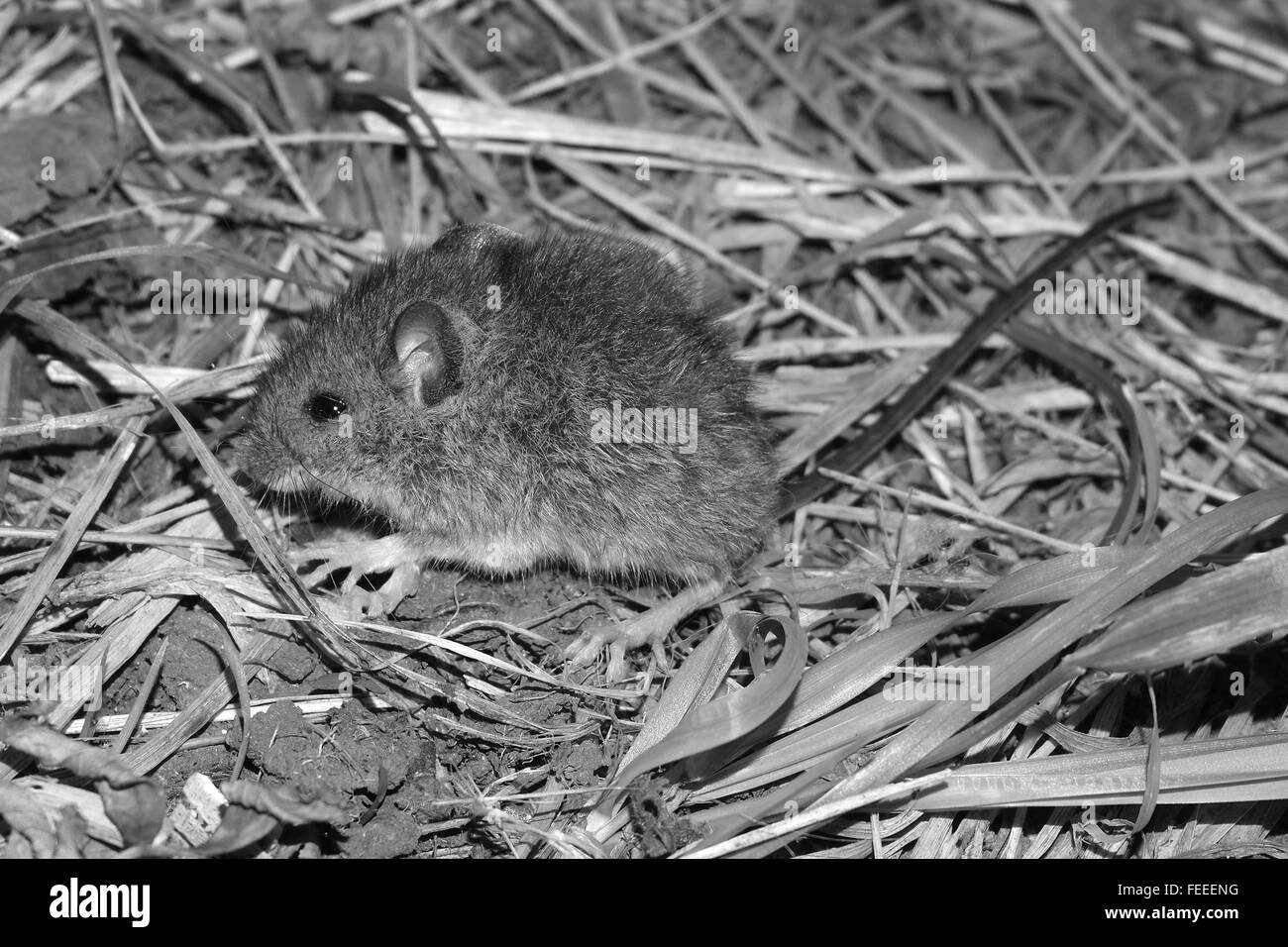 Harvest mouse field Black and White Stock Photos & Images - Alamy