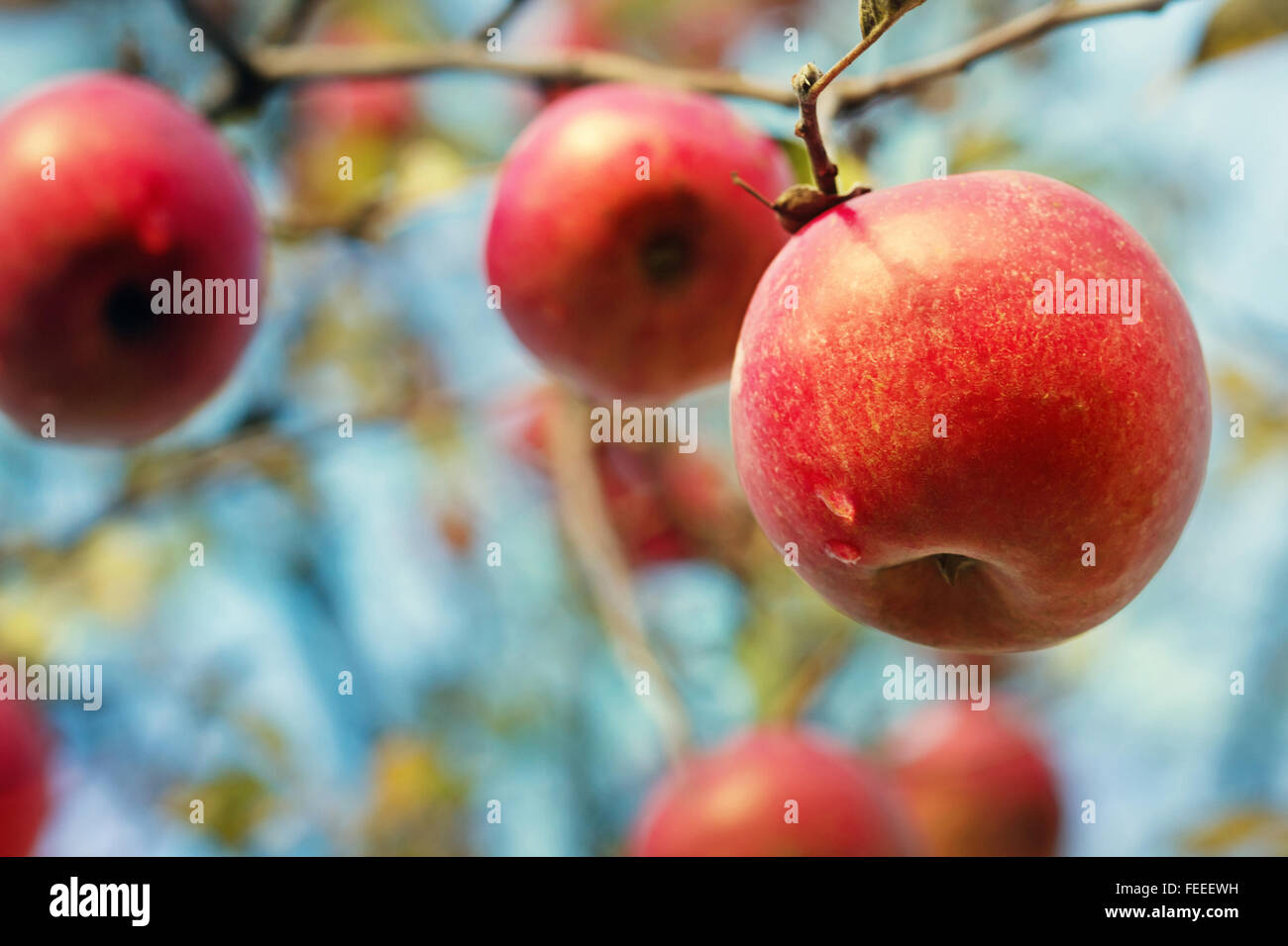 Ripe apples with drops on the tree after rain Stock Photo - Alamy