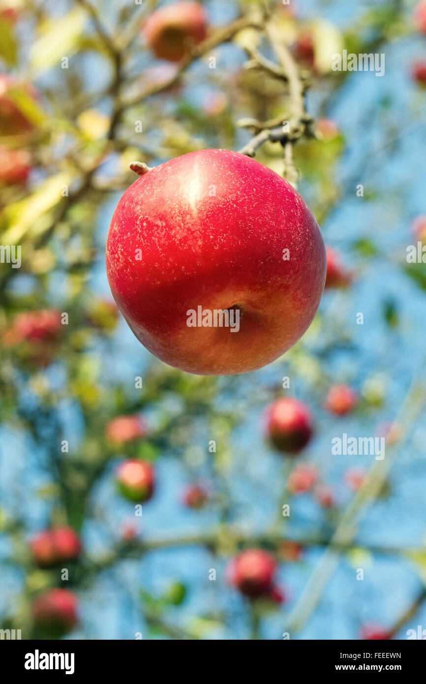 Ripe red apple with drops on the tree after rain in the garden Stock ...