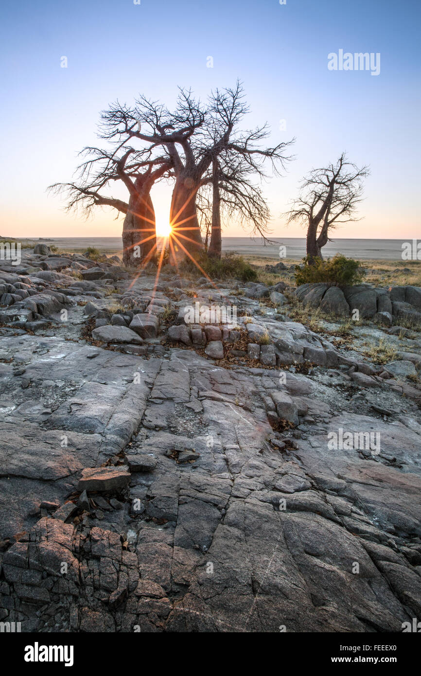 Baobab Tree on Kubu Island Stock Photo - Alamy