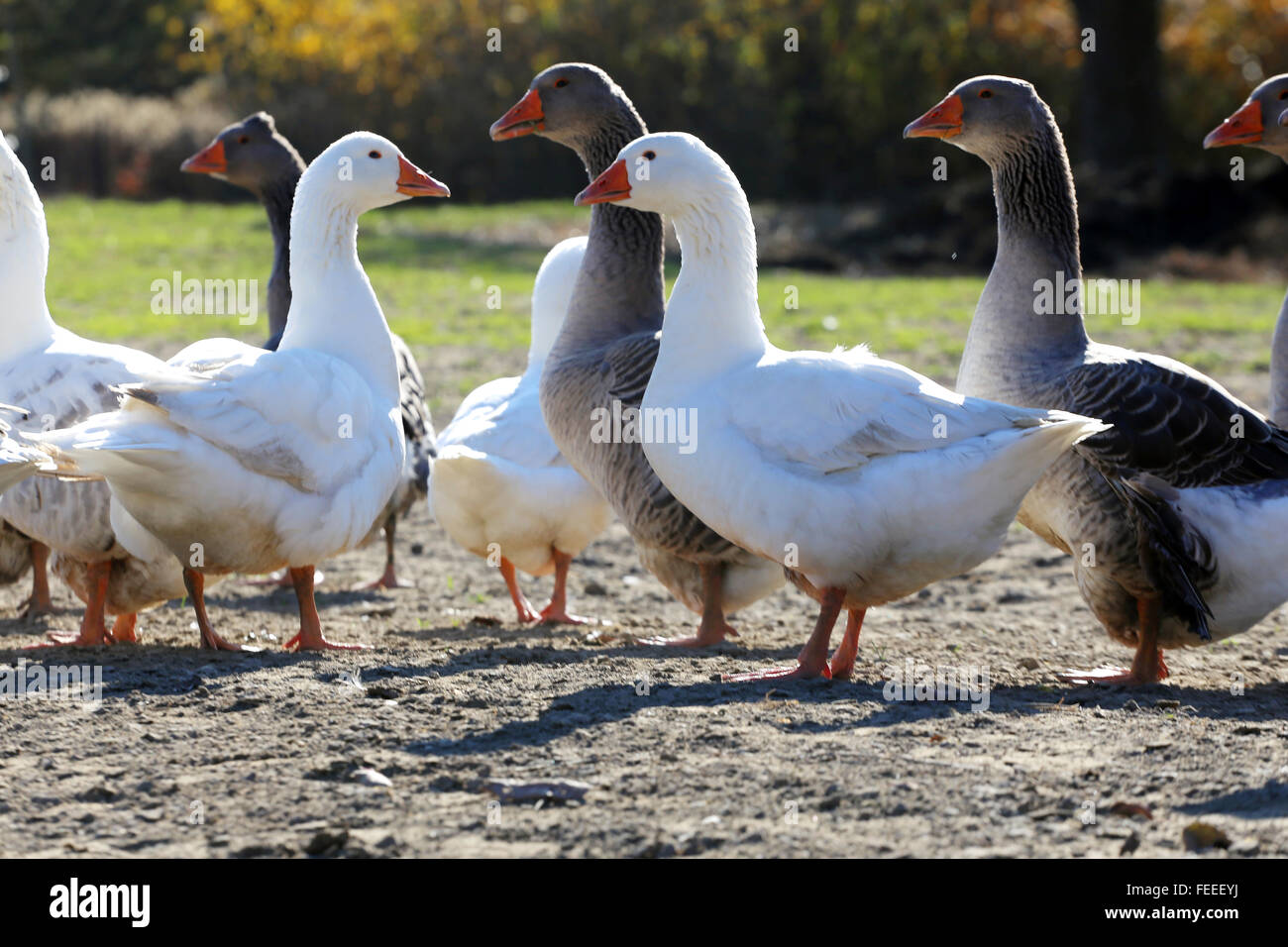 Young domestic geese standing on pasture summertime Stock Photo - Alamy