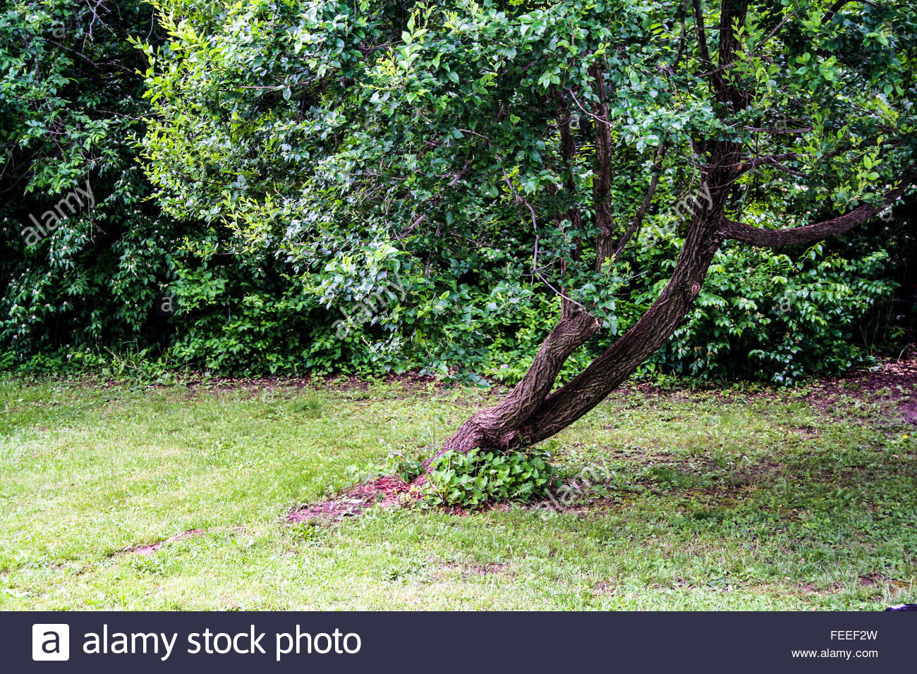 Crooked Tree Trunk Stock Photos & Crooked Tree Trunk Stock Images - Alamy