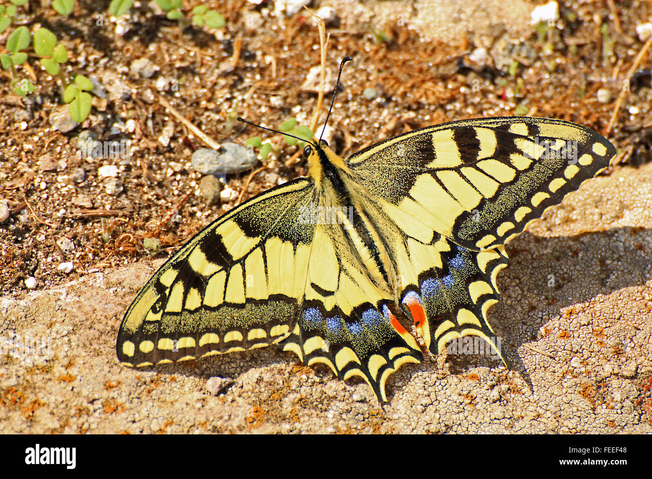 Colourful Swallowtail butterfly on the ground in the Greek Island of ...