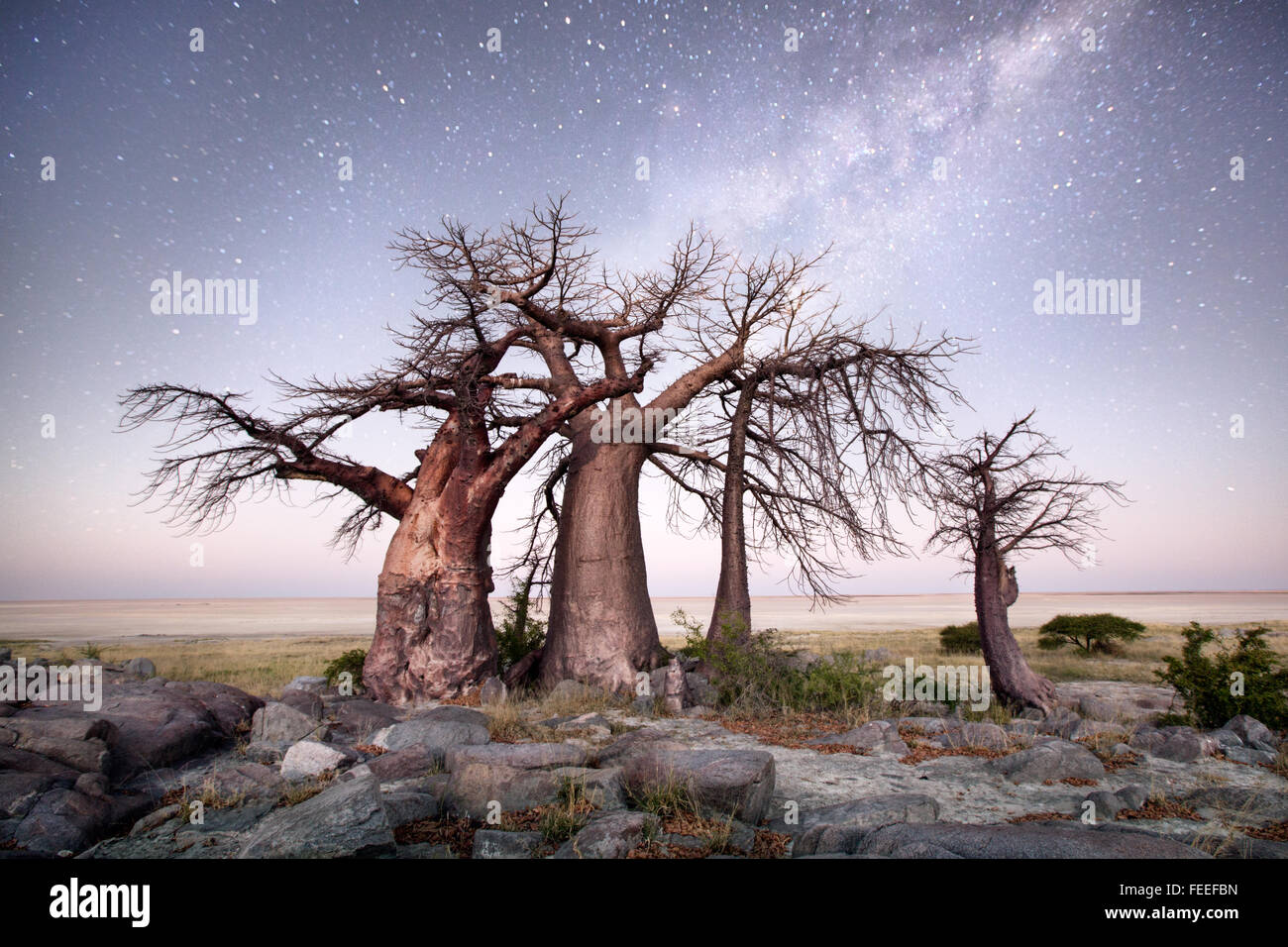 Baobab Tree on Kubu Island Stock Photo - Alamy