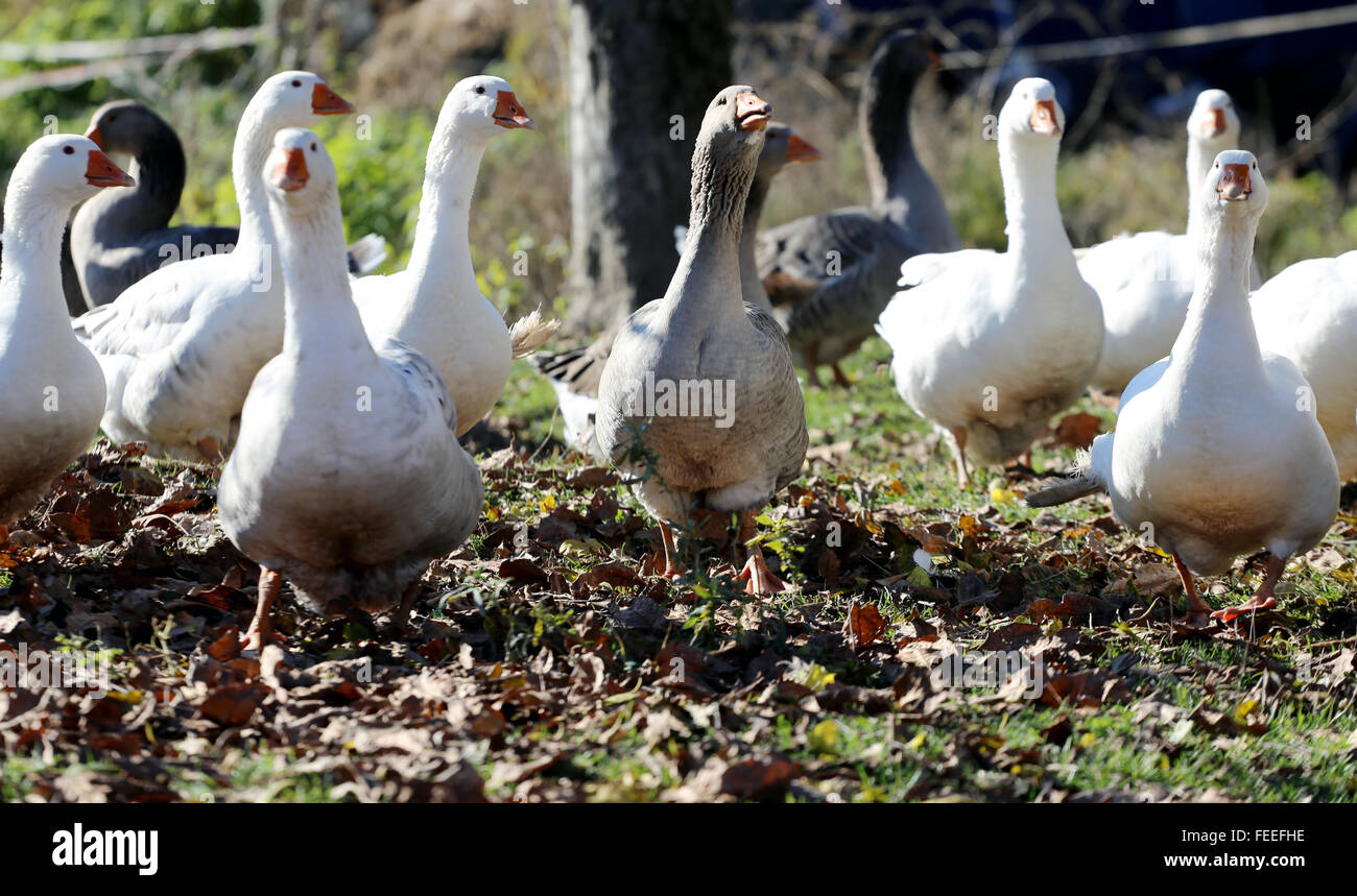 Group of white and grey domestic geese Stock Photo - Alamy