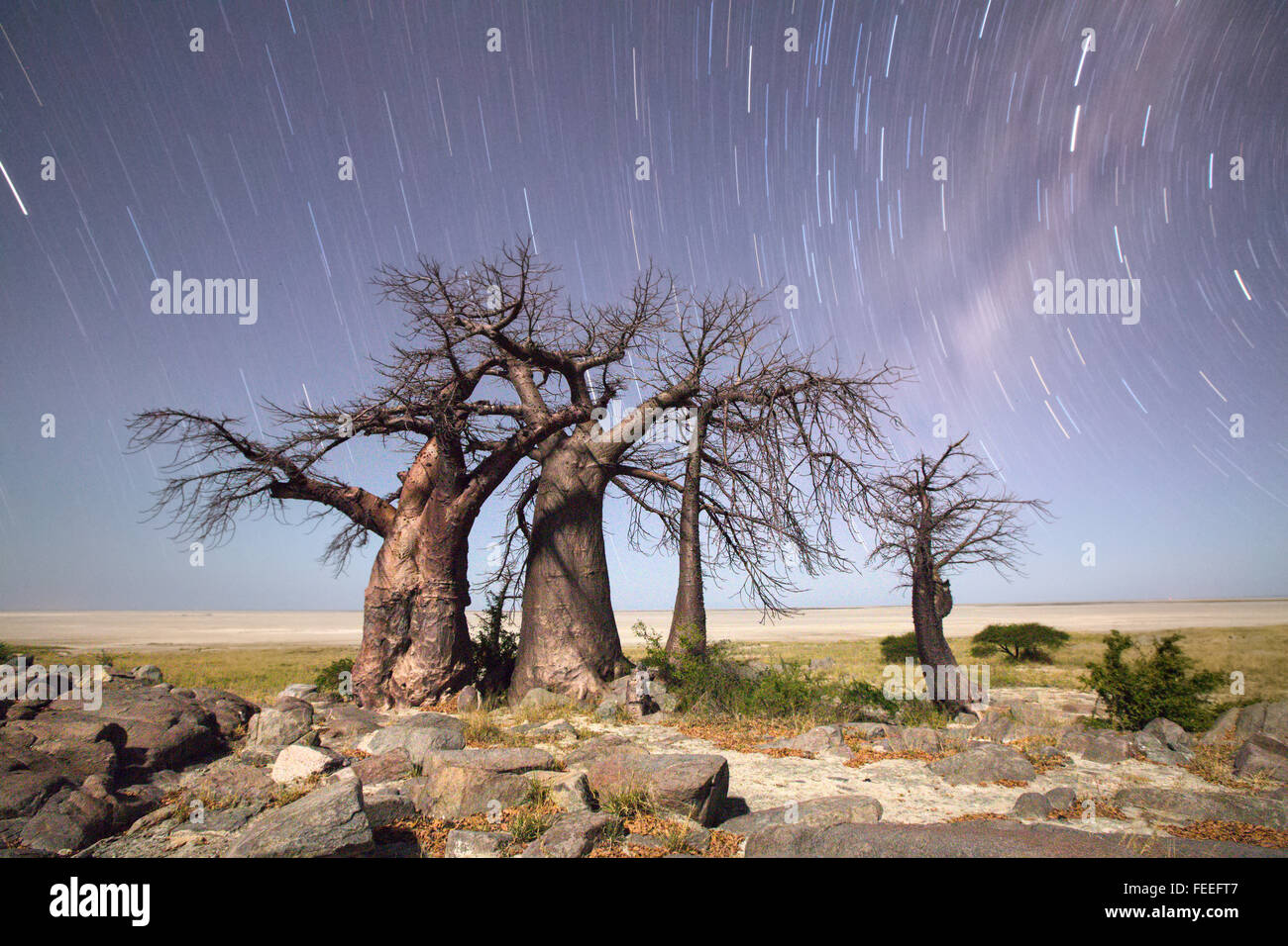 Baobab tree africa hi-res stock photography and images - Alamy