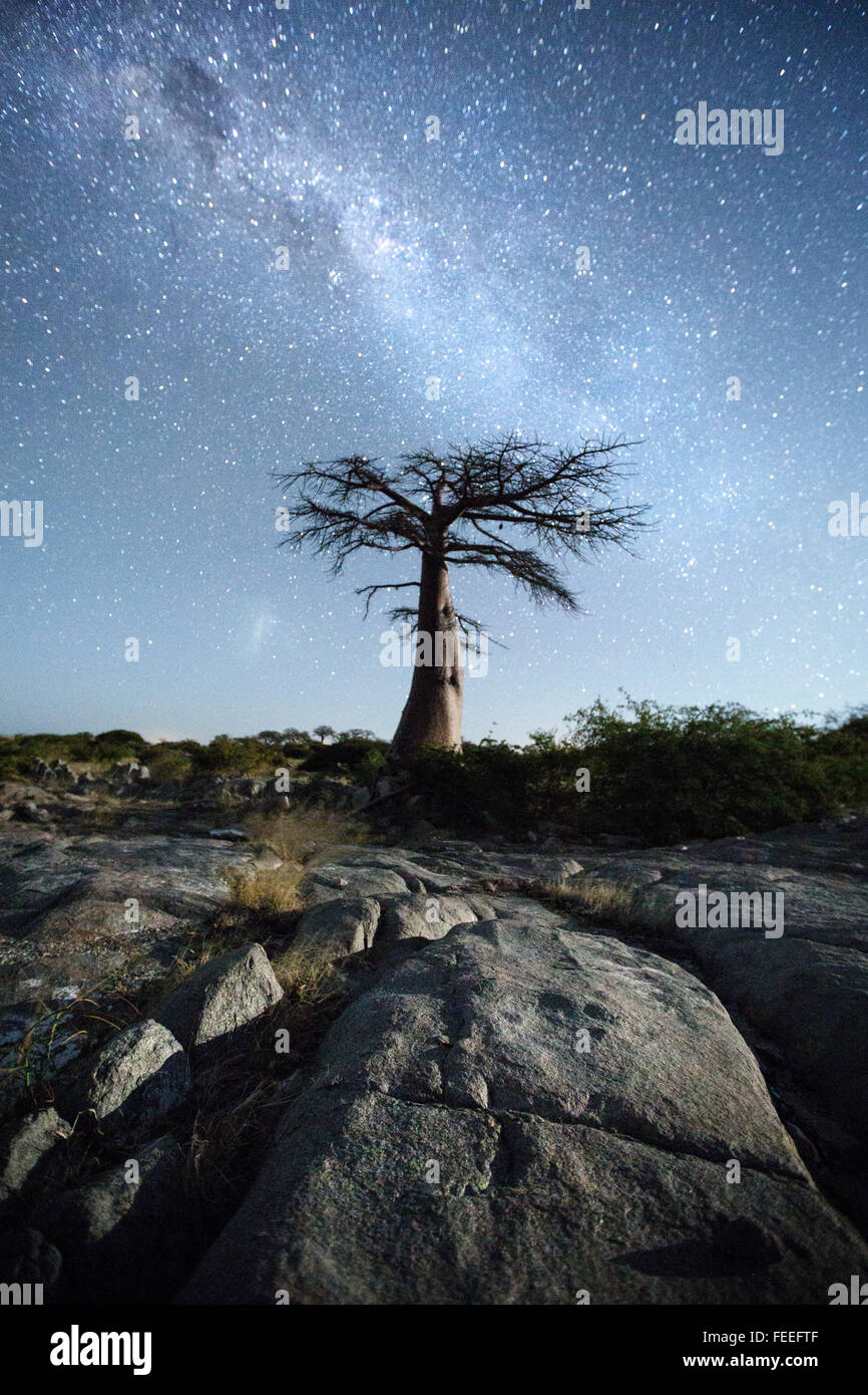 Baobab Tree on Kubu Island Stock Photo - Alamy