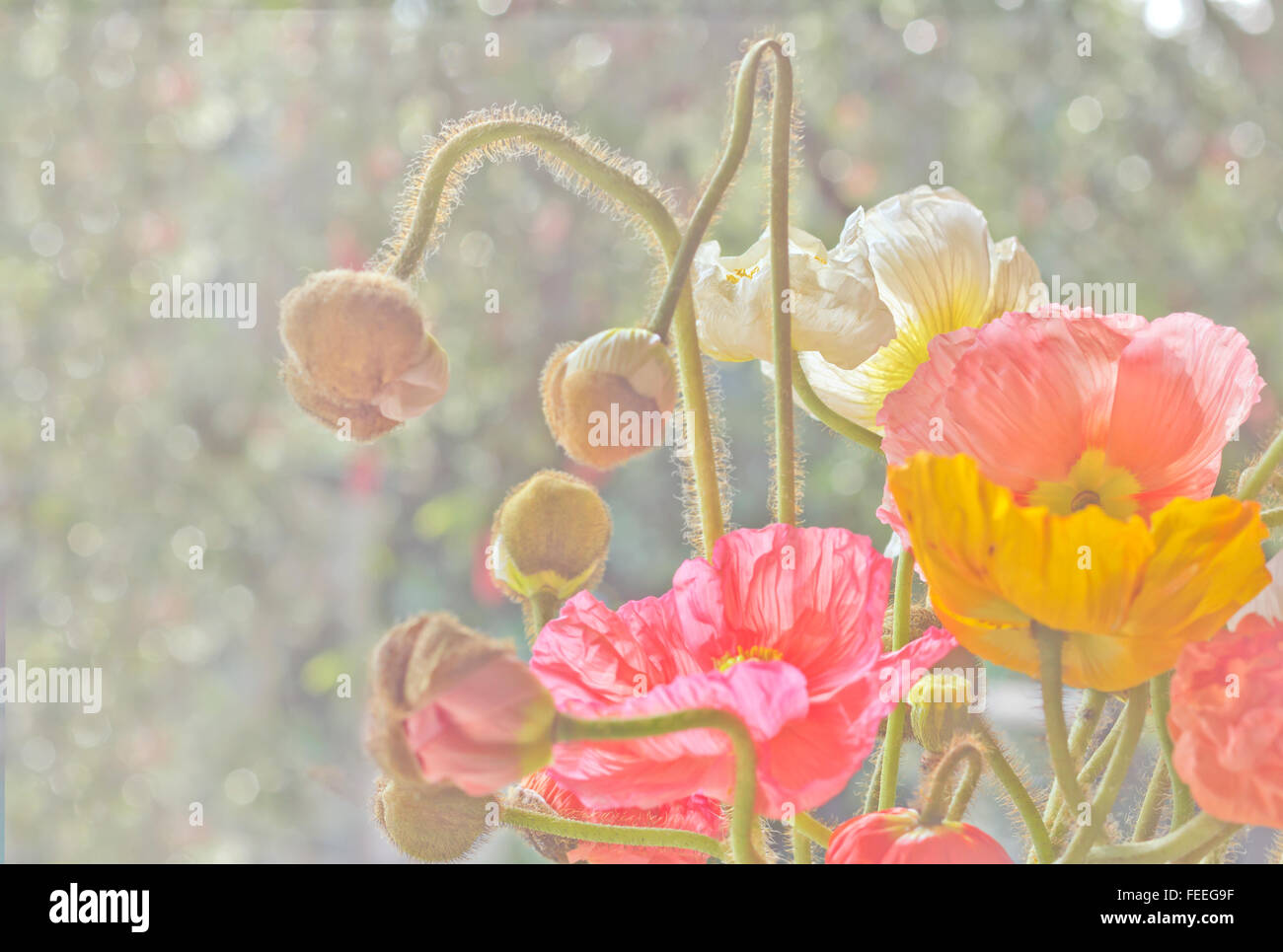 Soft pastel Poppies full bloom and buds Stock Photo - Alamy