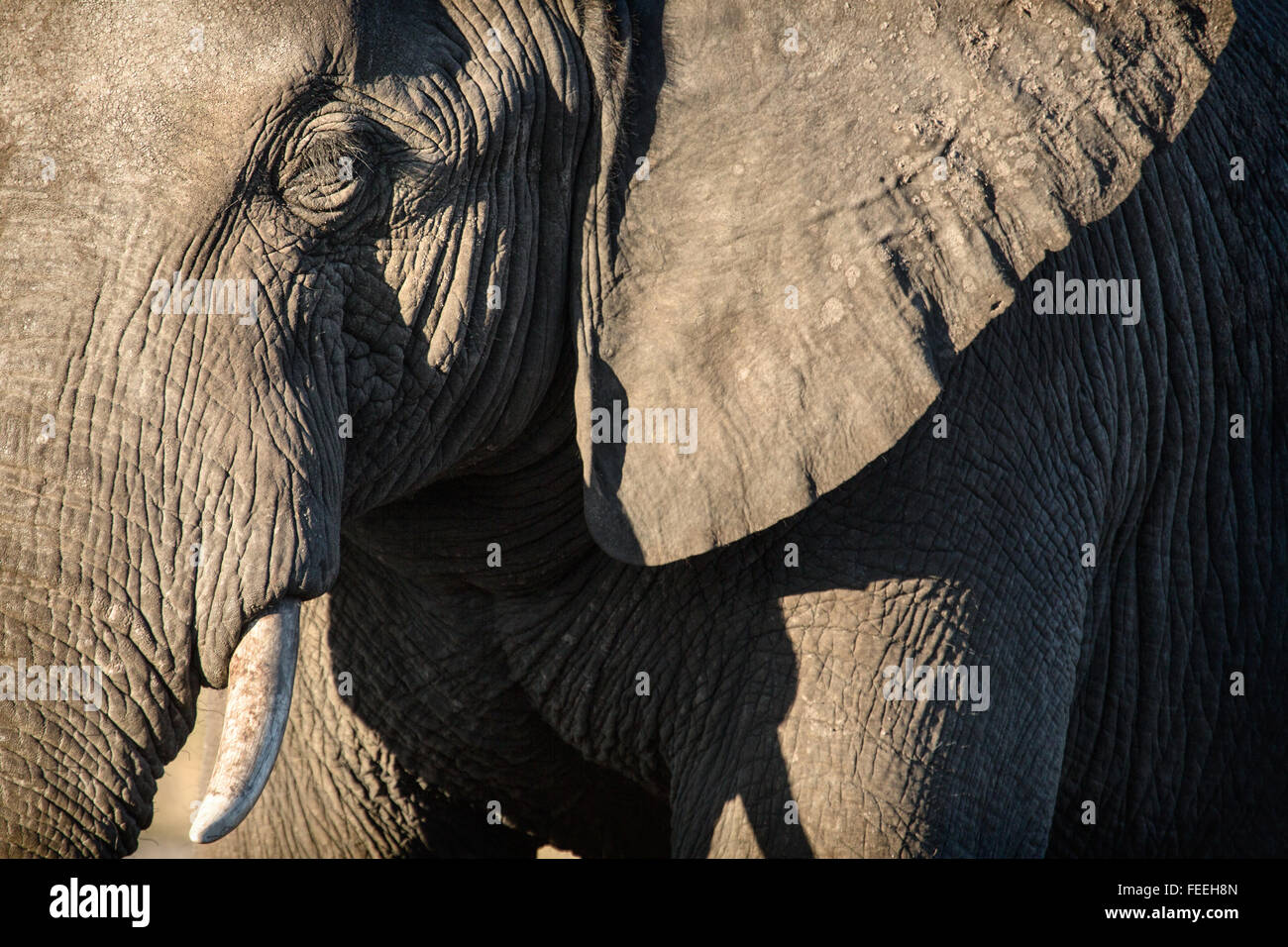Details of an African Elephant Stock Photo - Alamy