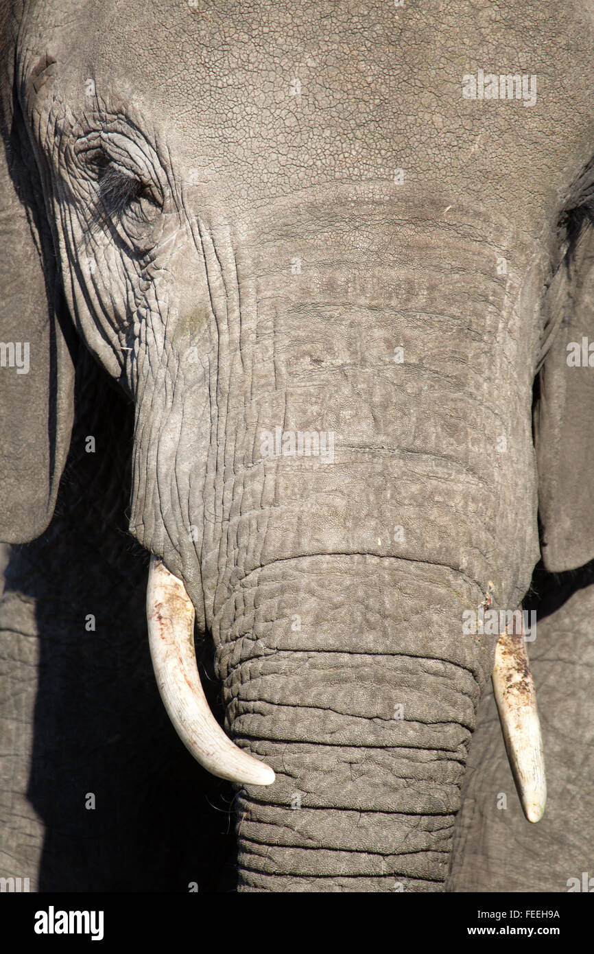 Details of an African Elephant Stock Photo - Alamy