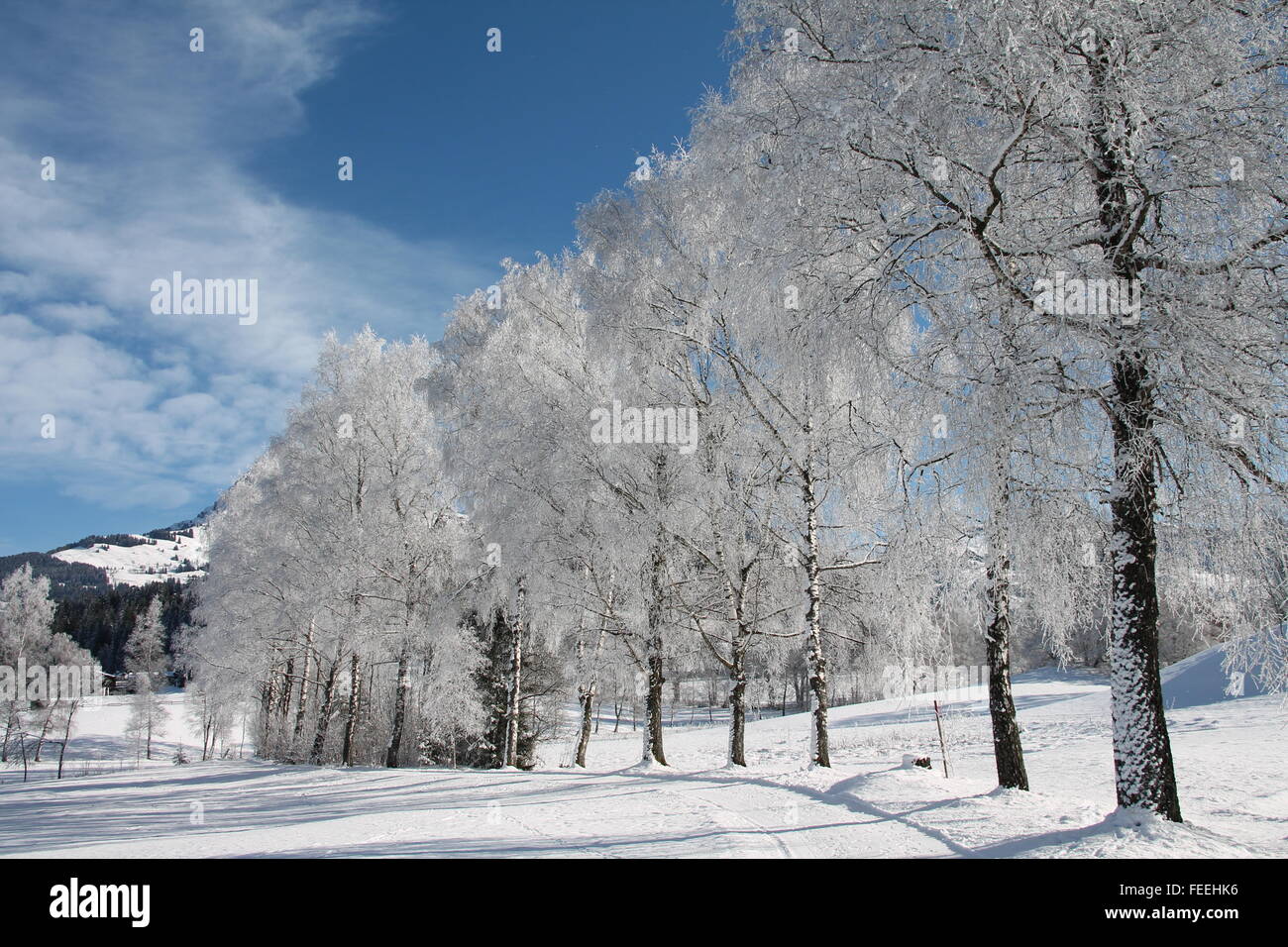 A snowy walk Stock Photo - Alamy