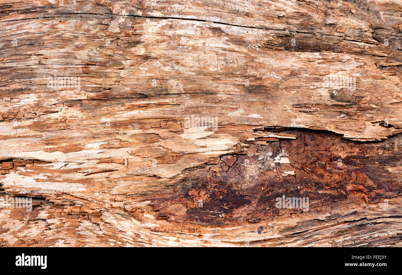 Dry weathered tree. Horizontal layout Stock Photo - Alamy
