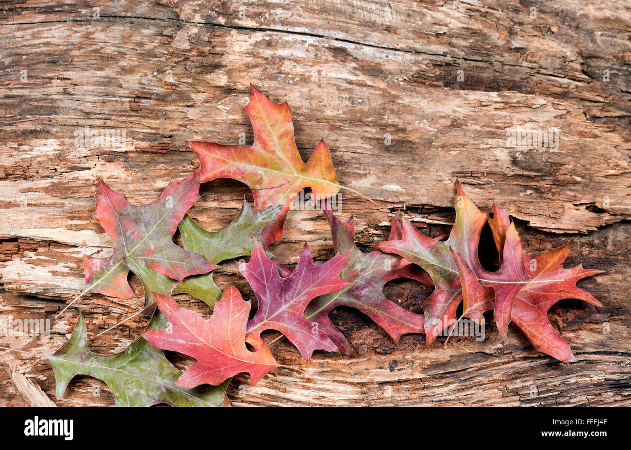 Fading tree hi-res stock photography and images - Alamy