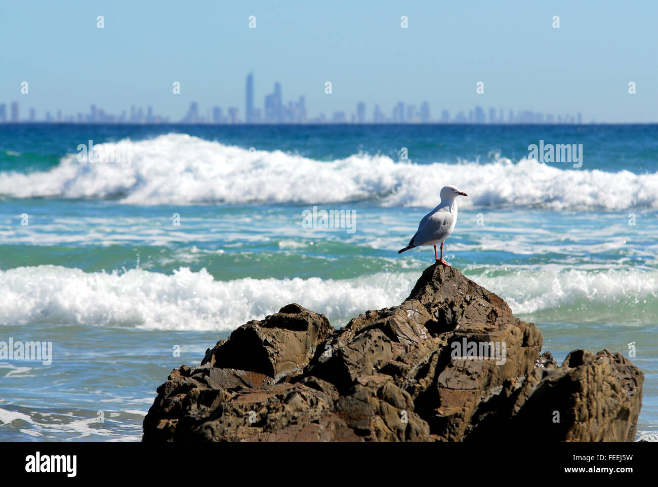 Seagull on rock at Gold Coast, Australia Stock Photo - Alamy
