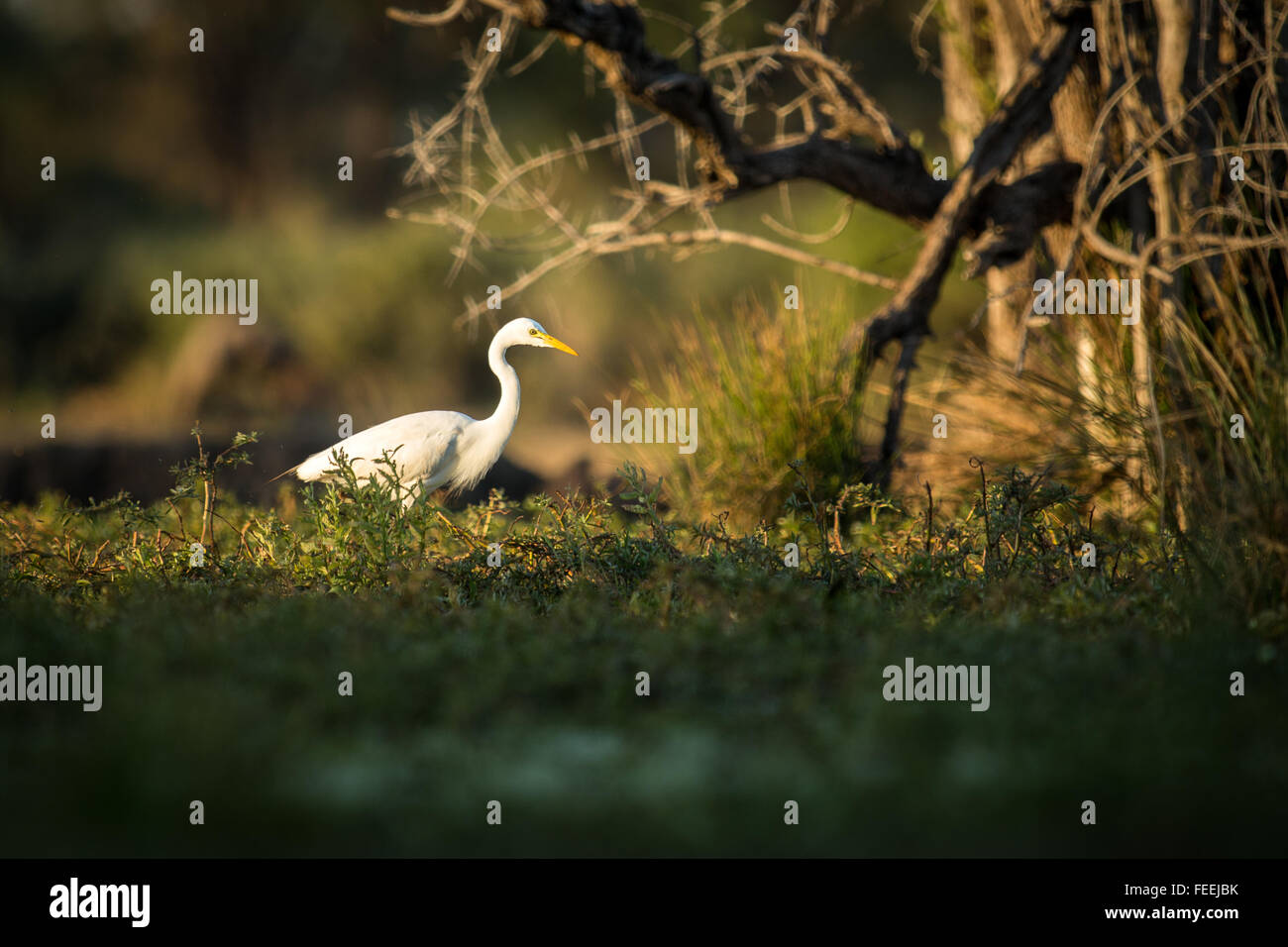 African common white hi-res stock photography and images - Alamy