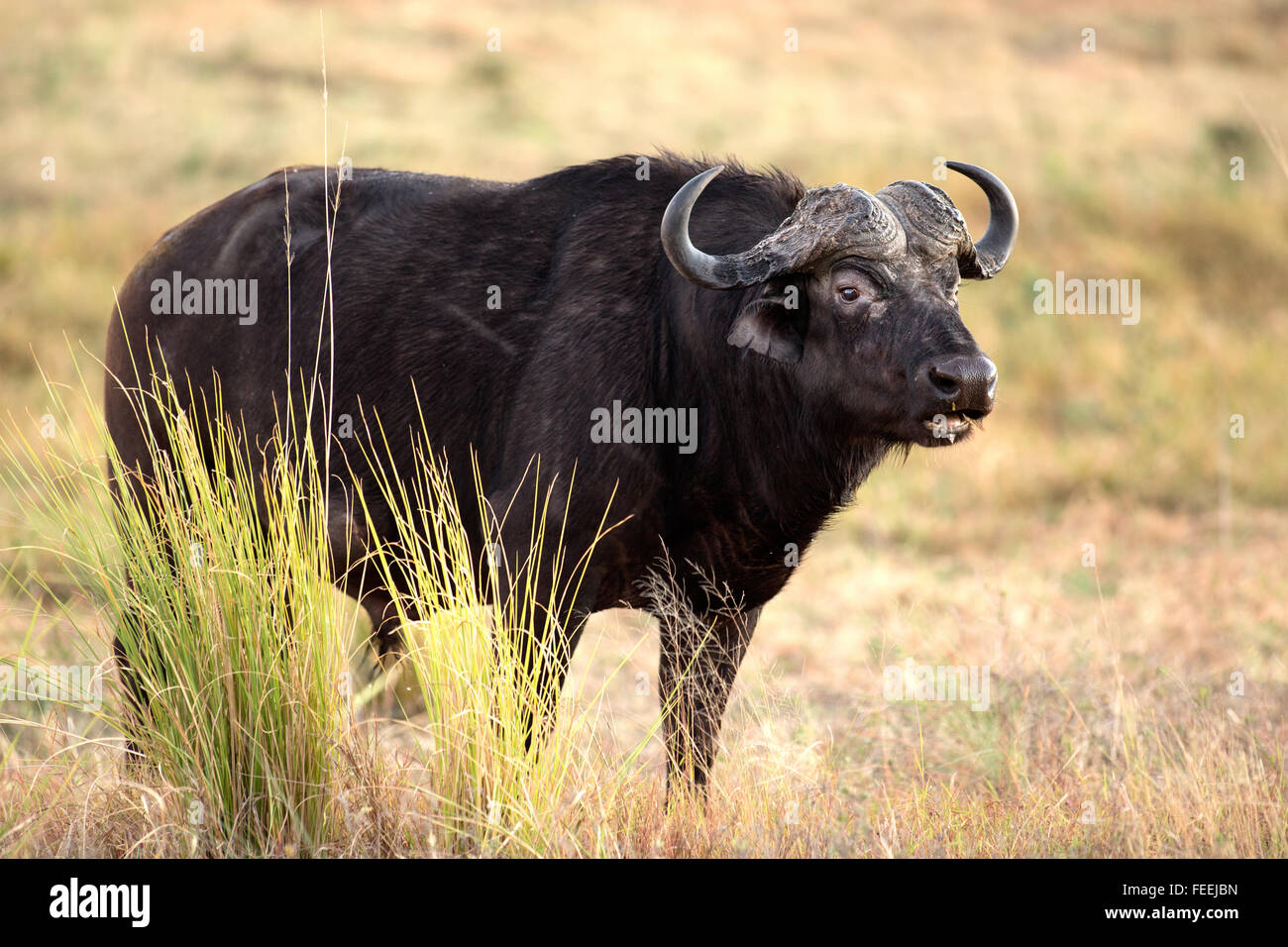 Water buffalo eye hi-res stock photography and images - Alamy