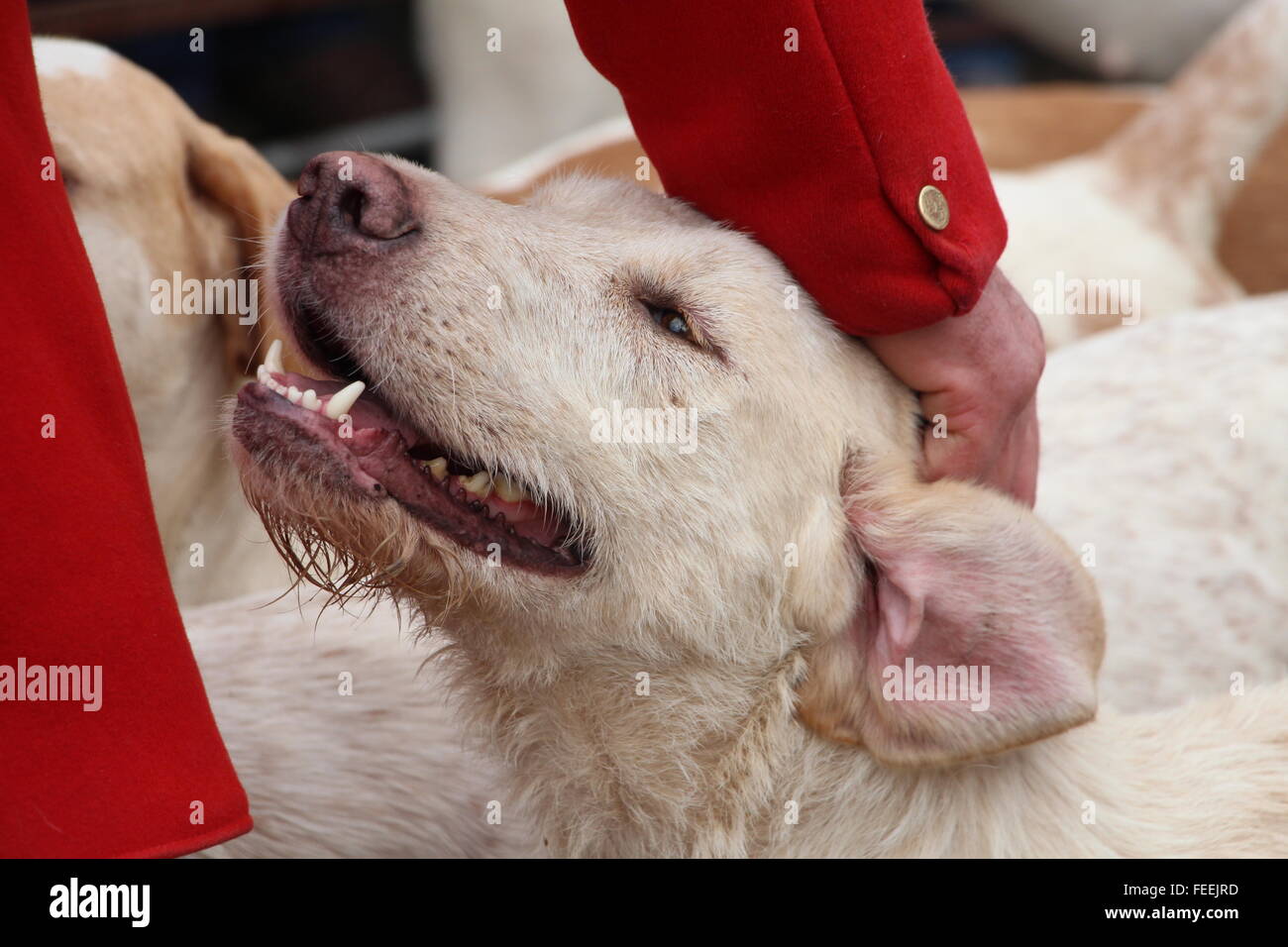Master and hound hi-res stock photography and images - Alamy