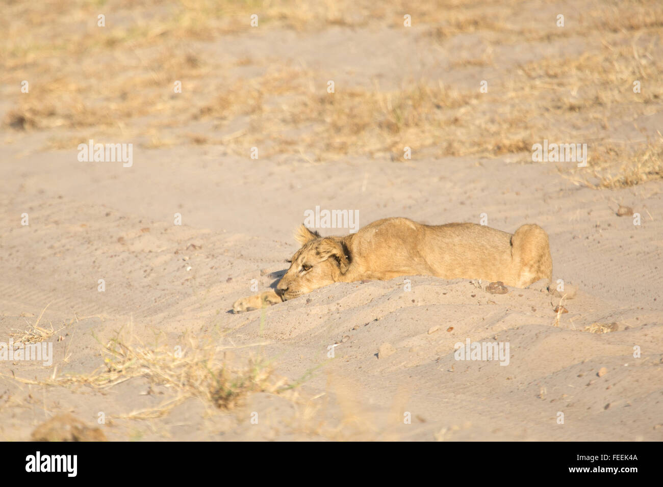 Lion Cubs Playing Stock Photo - Alamy