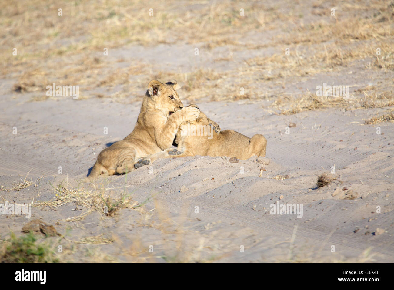 Lion Cubs Playing Stock Photo - Alamy