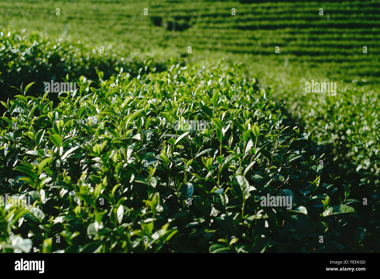 Close up view at the tea plantaion Stock Photo - Alamy
