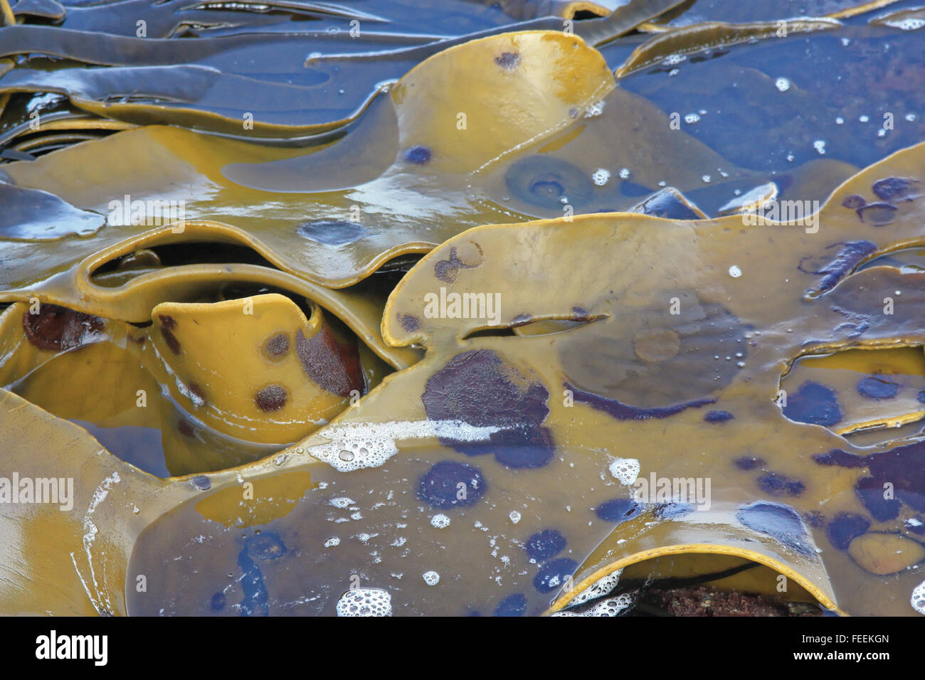 Seaweed kelp floating hi-res stock photography and images - Alamy