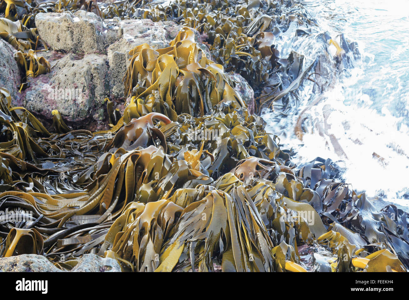 Seaweed kelp floating hi-res stock photography and images - Alamy