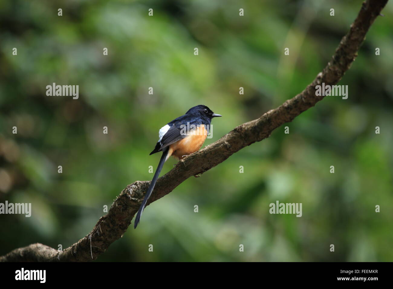 Shama Bird High Resolution Stock Photography and Images - Alamy