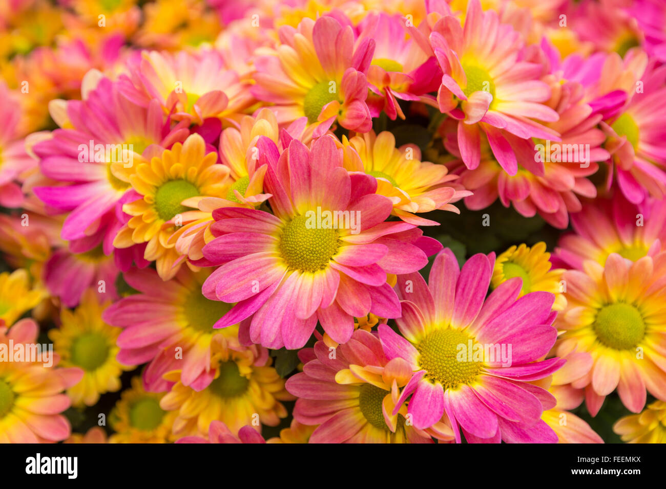 Beautiful Pink Flowers Stock Photo - Alamy