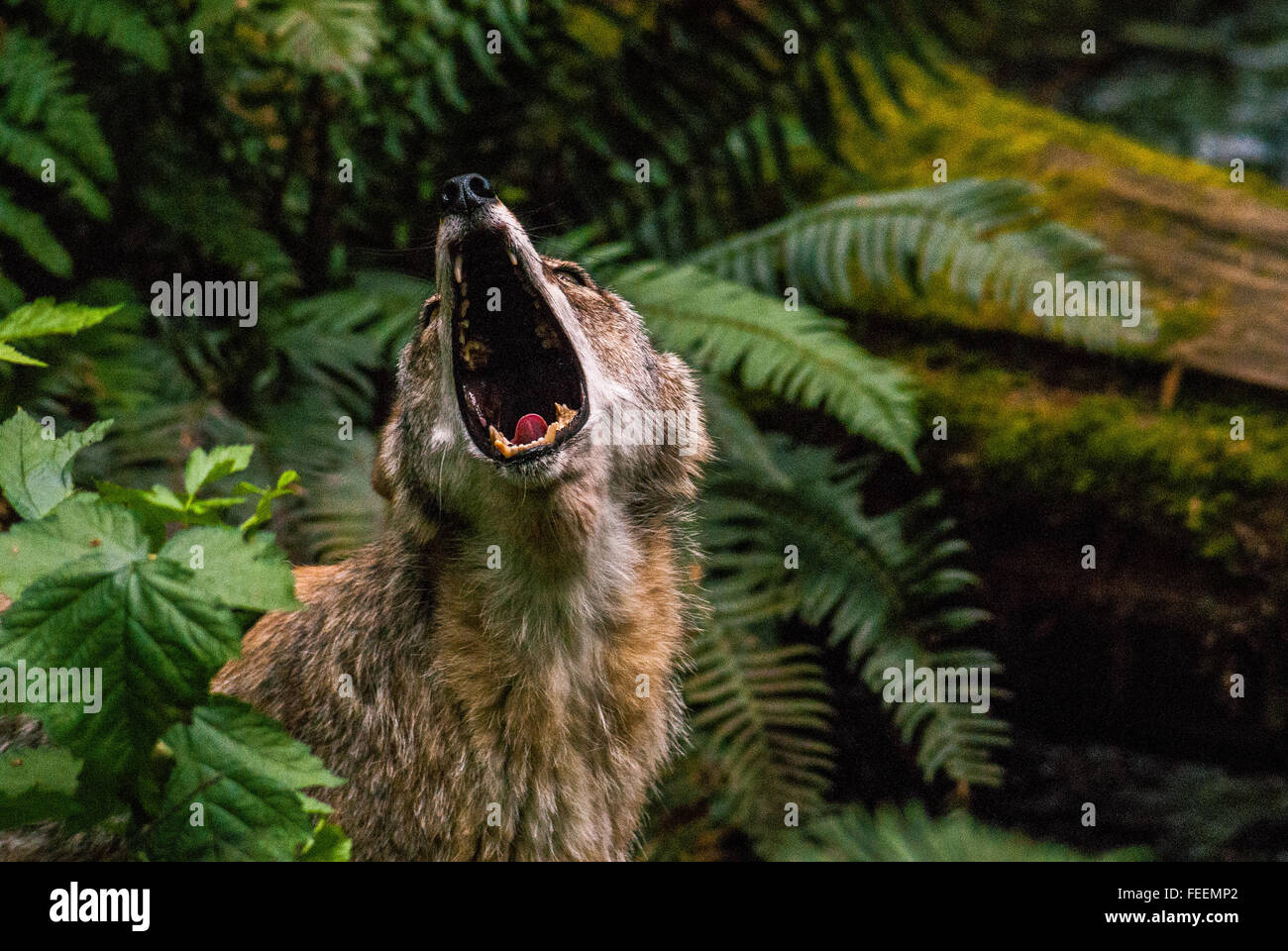 Coyote howling washington hi-res stock photography and images - Alamy