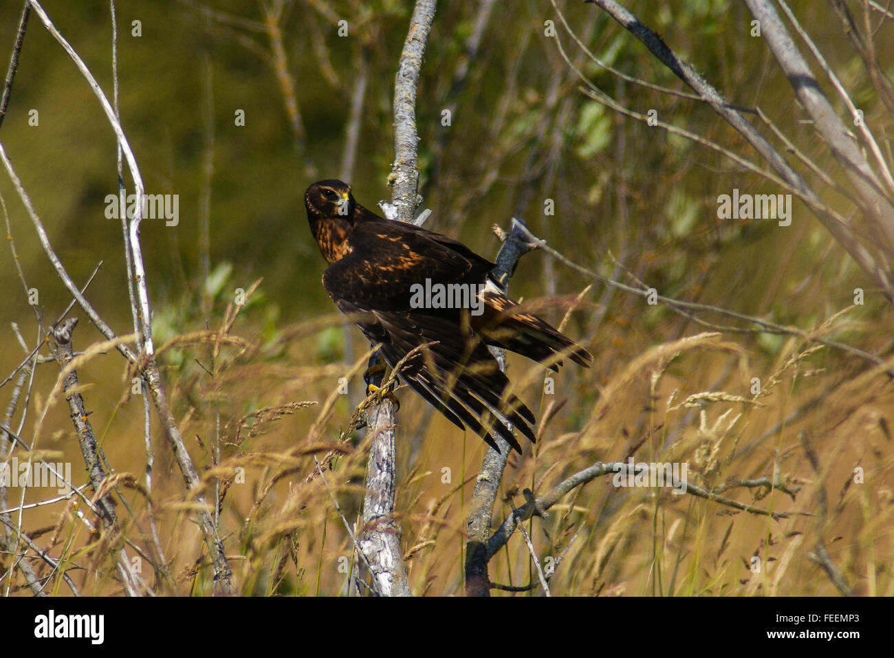 A female Northern Harrier Hawk (Circus cyaneus) looks for prey in the ...