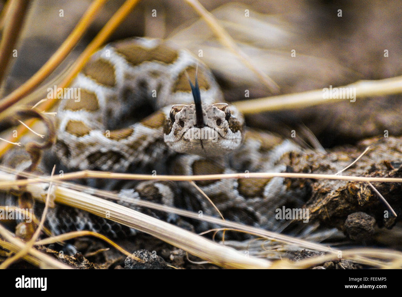 Baby Rattlesnakes Hatching