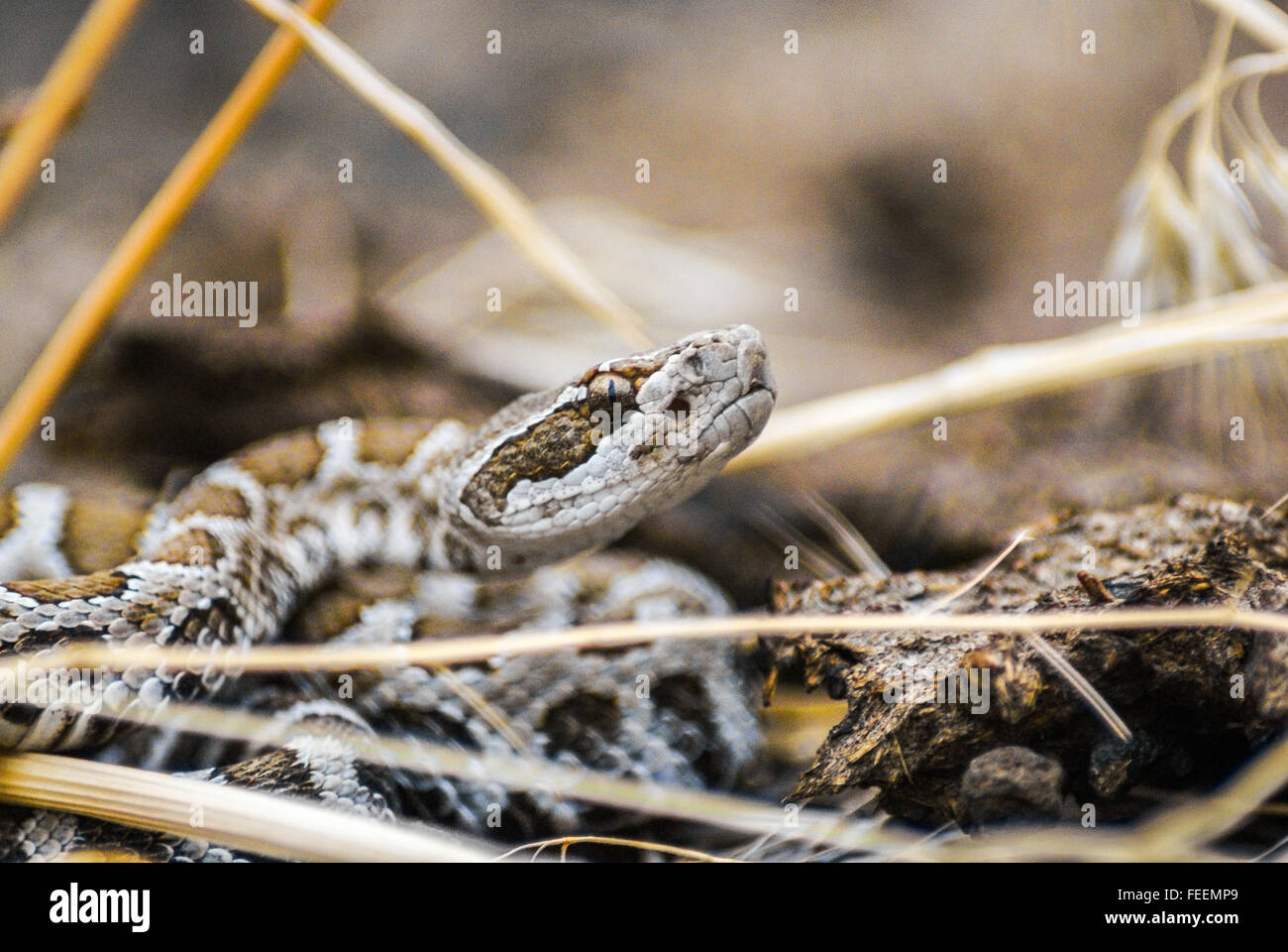 Baby rattlesnake hi-res stock photography and images - Alamy