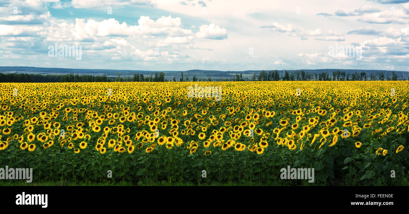 the yellow fields of sunflowers Stock Photo - Alamy