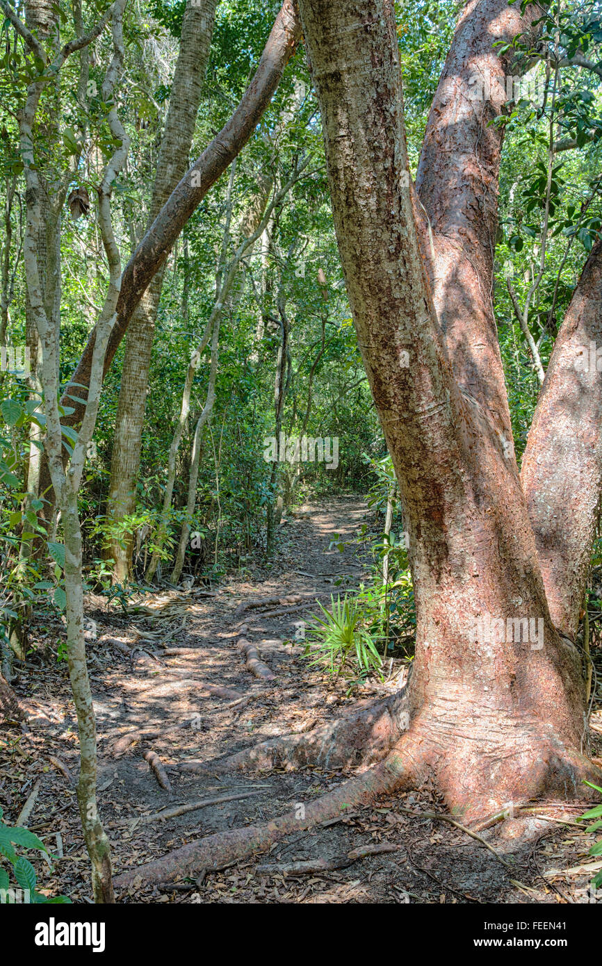 Ft. Lauderdale, Florida. Gumbo Limbo (Bursera Simaruba) Tree on right ...