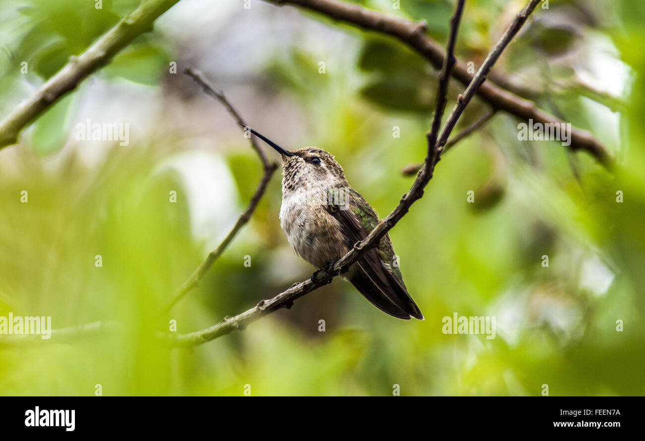 Female anna hummingbird hi-res stock photography and images - Alamy