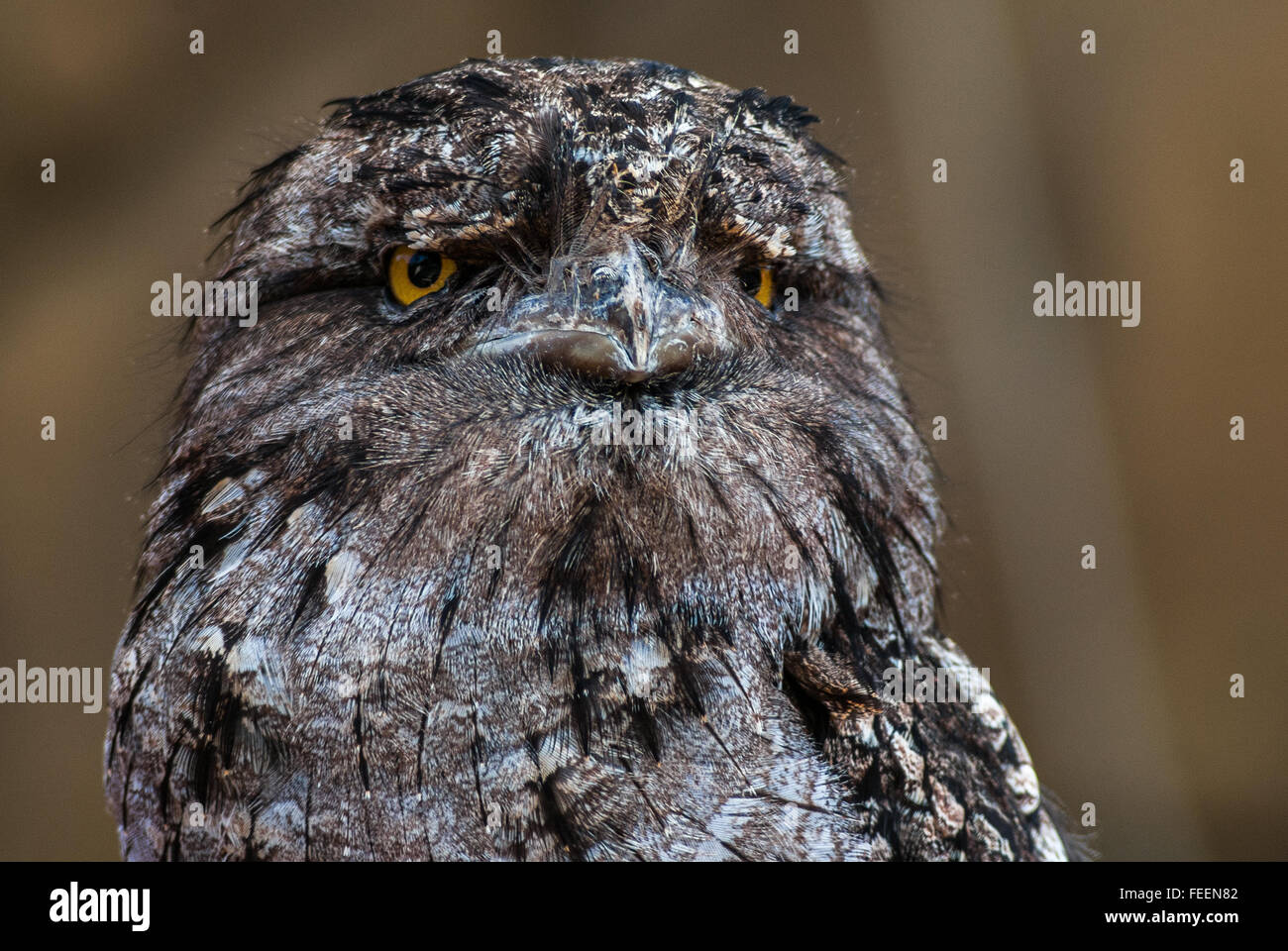 A captive Tawny Frogmouth (Podargus strigoides Stock Photo - Alamy