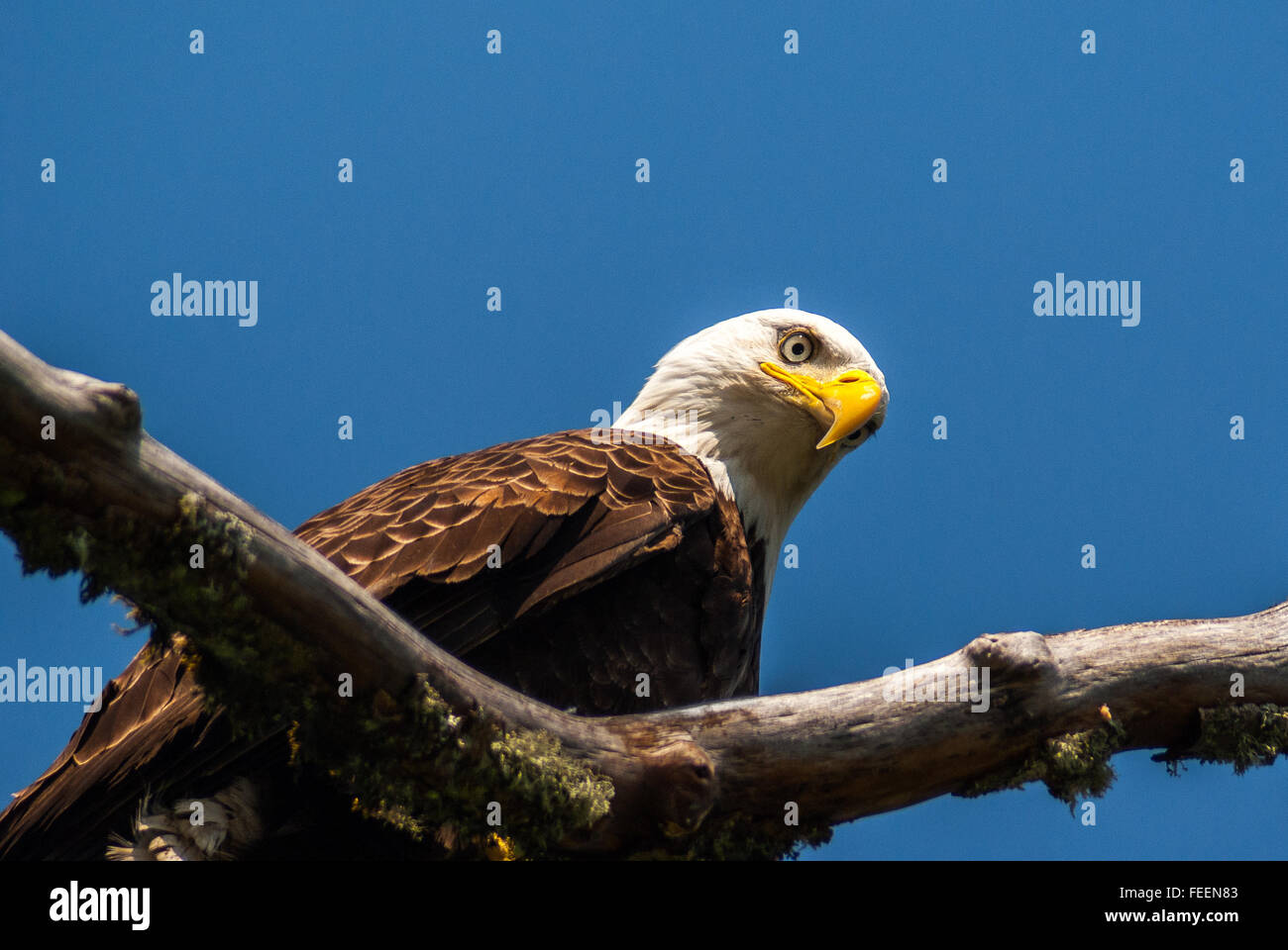 A Bald Eagle looking down Stock Photo - Alamy